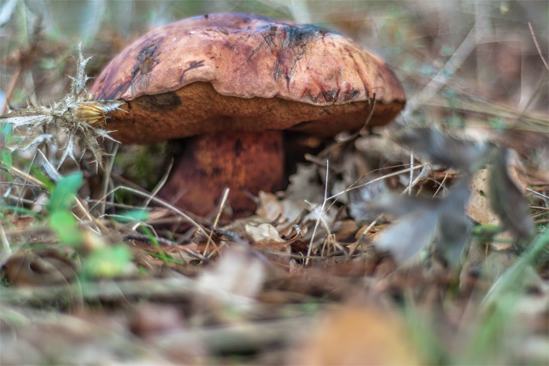 Boletaceae ~ Micologia y Fotografia