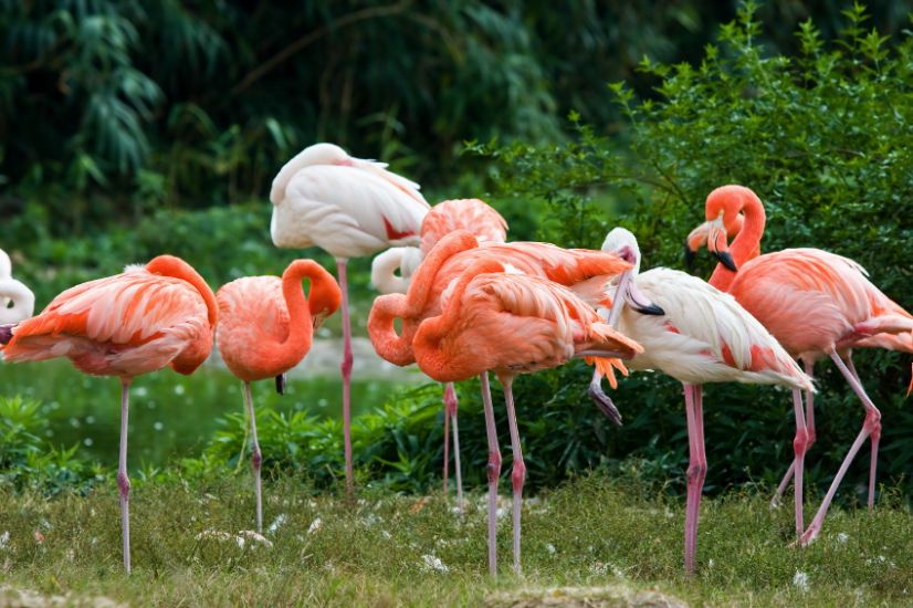 The Wild Life Review: The Flamingo