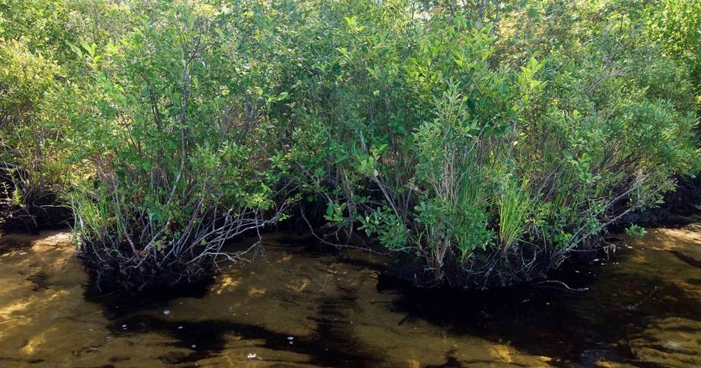 French Vocabulary Illustrated: fourré