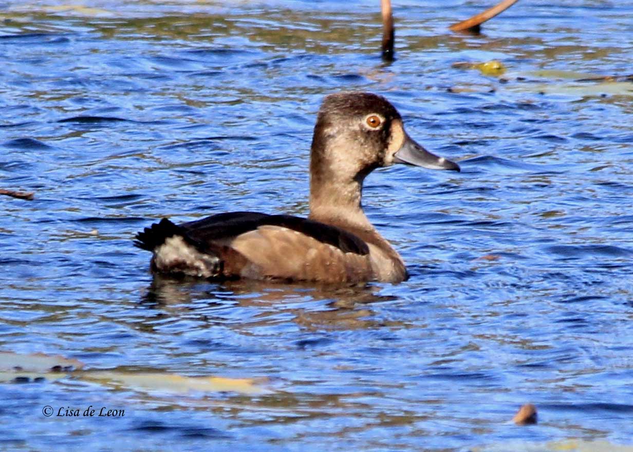 Birding with Lisa de Leon: Diving Ducks Return