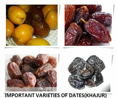 Date and all research related to Dates: Variety of dates
