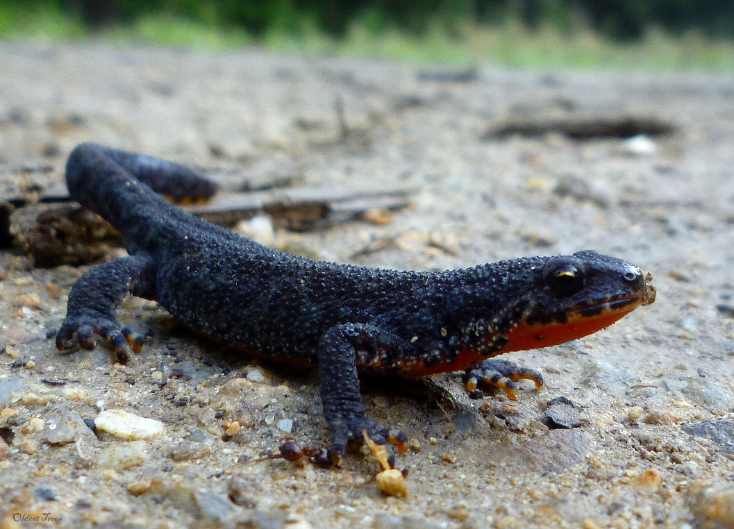 Oldest Trees Najstarsze Drzewa: Z cyklu Bioróżnorodność / from the ...