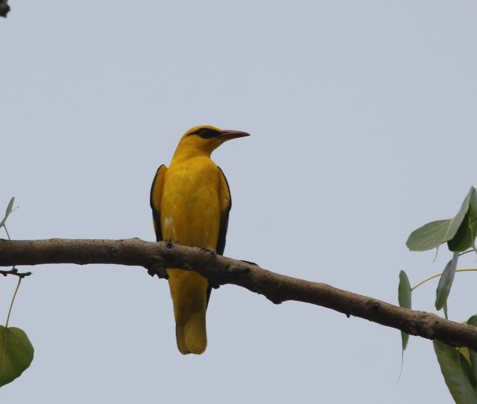 Birds in Delhi(India): Golden Oriole