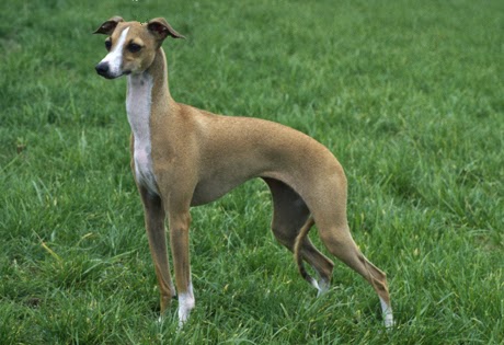 Piccolo levriero italiano