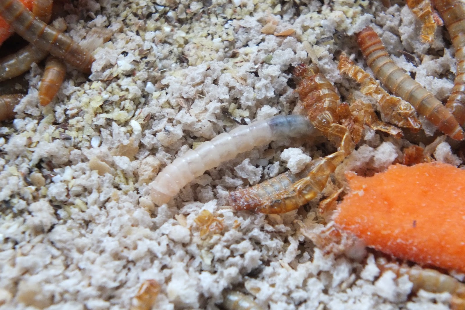 Insetti da Mangiare: Le mie tarme della farina