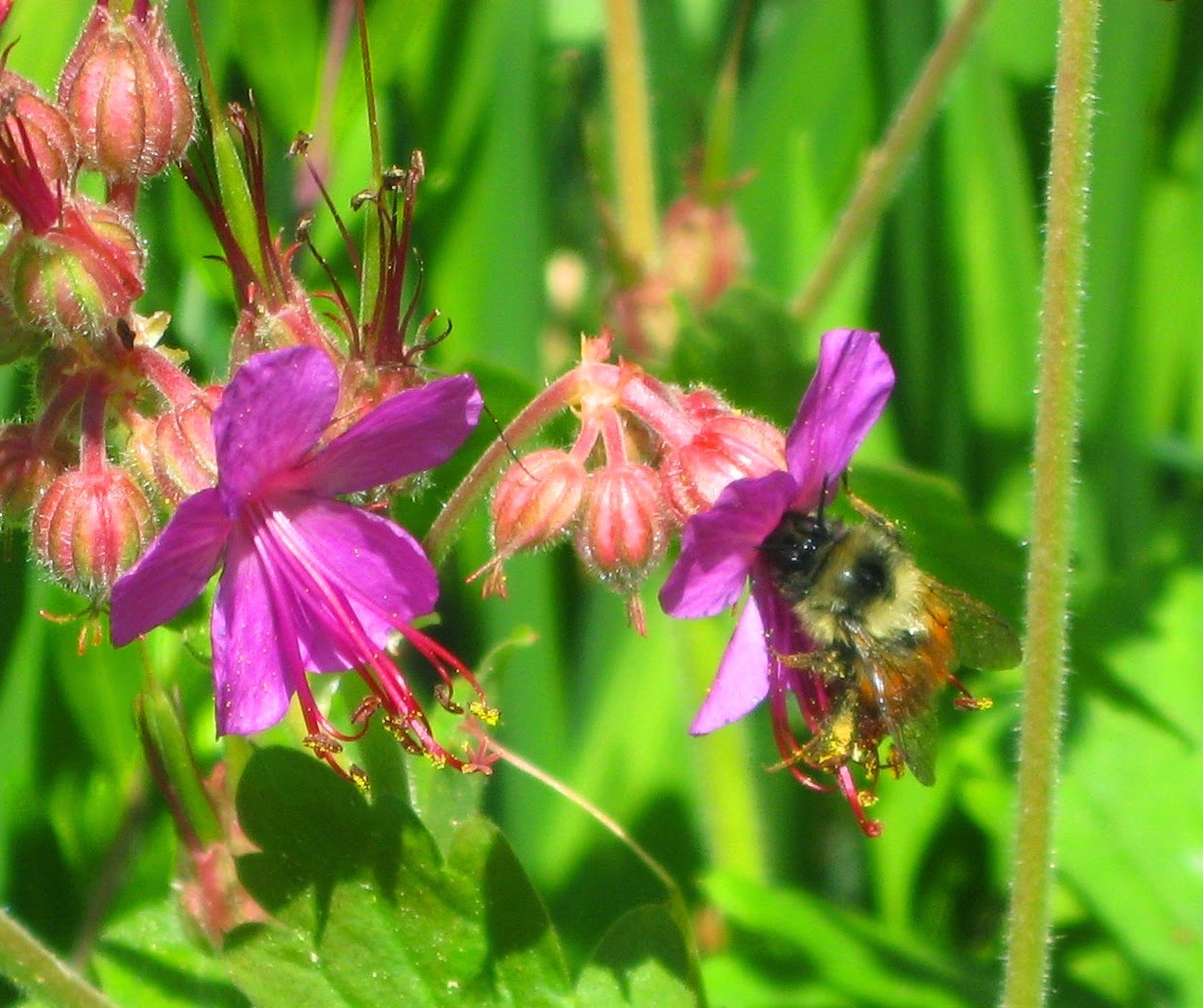 Strathcona Beekeepers' Library: Charles Darwin and the Bumblebee ...