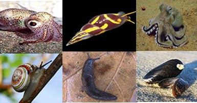 CARACTERÍSTICAS PRINCIPALES DE LOS MOLUSCOS