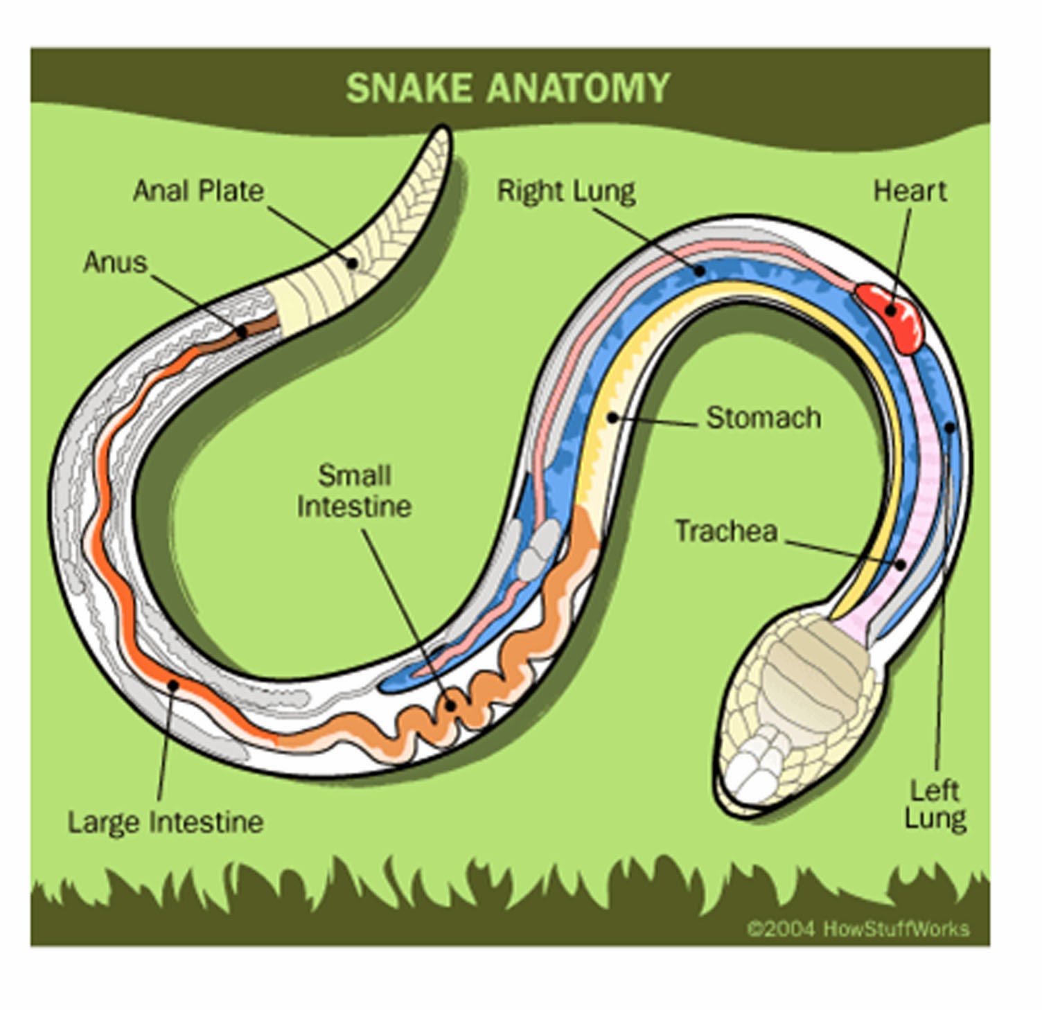 pelajaran 20 -snake basic - dasar tentang ular ~ T-REC HERPETOLOGY