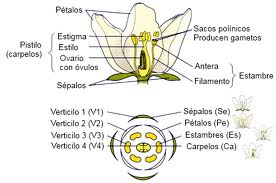 Biologìa: Diagramas y formulas florales