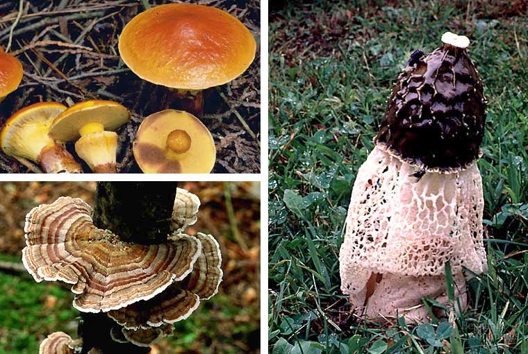 Perbedaan Jamur Dengan Tumbuhan Edubio