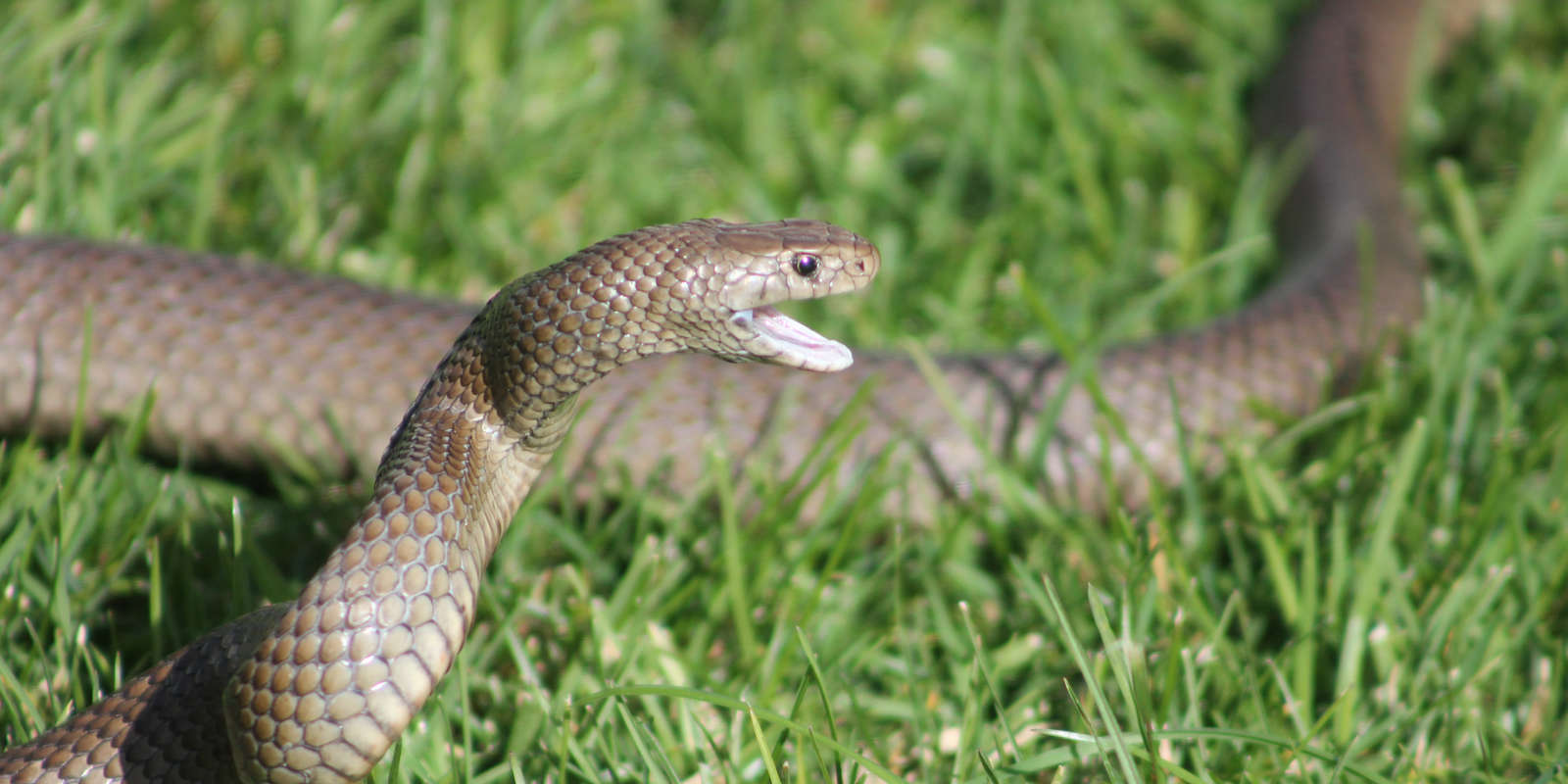 Stromlo XC 2 x 1250m Hill efforts : Close Encounter Brown Snake