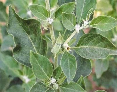 Herbal: অশ্বগন্ধা