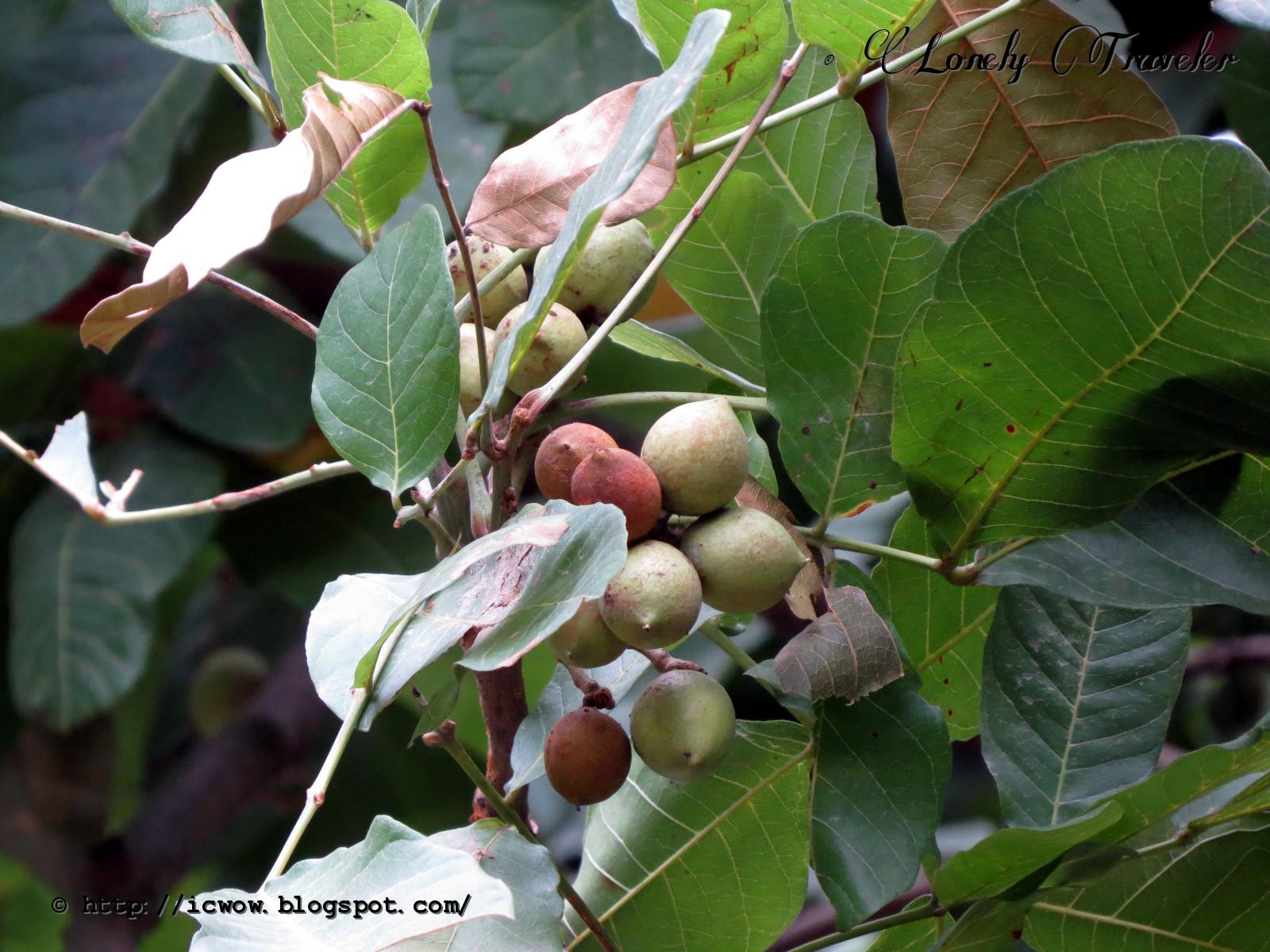 Ceylon oak (কুসুম গাছ) - Schleichera oleosa