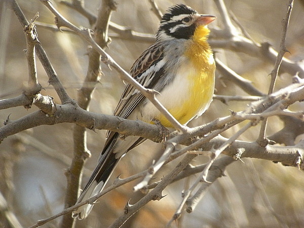 birding never sleeps: ETHIOPIA 20 February 2011: Ngele to Bogol Manyo