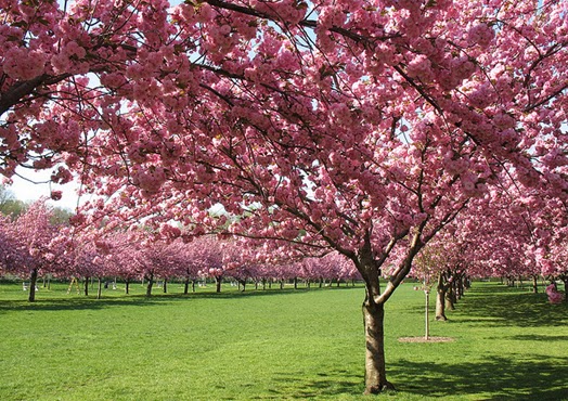 CherryWatch 2011: Brooklyn Botanic Garden ~ SOLIFESTYLE
