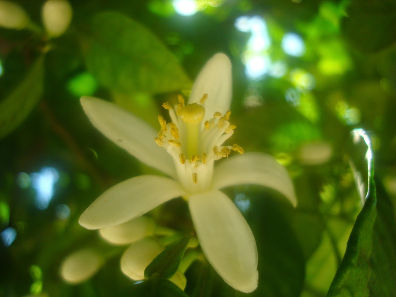 EL DESVAN DE MARAZUL: AZAHARES