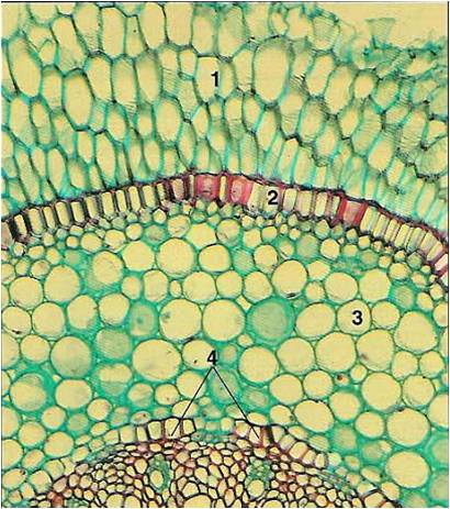 TISSUE CULTURE AND ORCHIDOLOGI: Mengenal Akar Anggrek