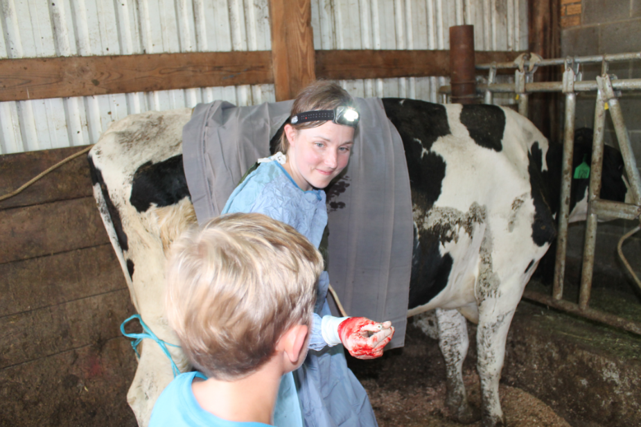Truth or Dairy: Surgery on the farm - displaced abomasum