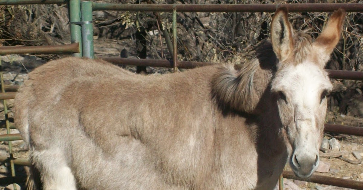 Forever Home Donkey Rescue: WAITING FOR DR JEREMY THIS AFTERNOON