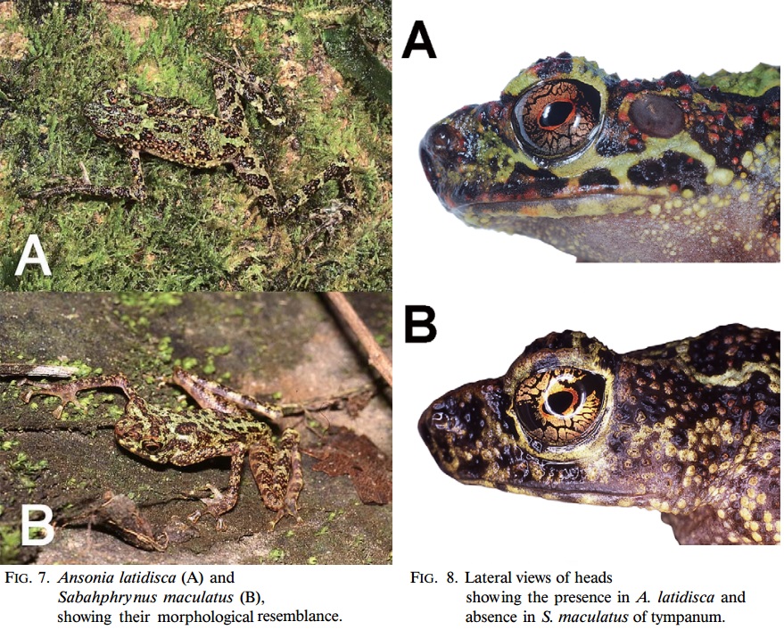 Species New to Science: [Herpetology • 2012] Notes on A Rare Bornean ...