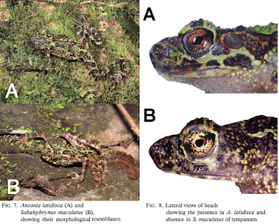 Species New to Science: [Herpetology • 2012] Notes on A Rare Bornean ...