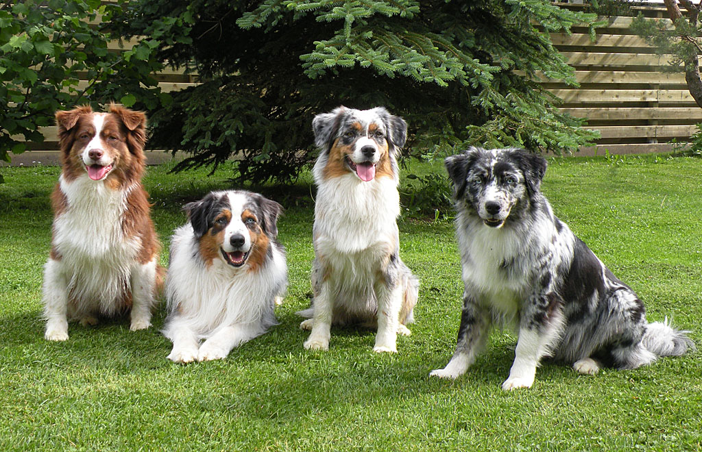 Pasme psov od A do Ž