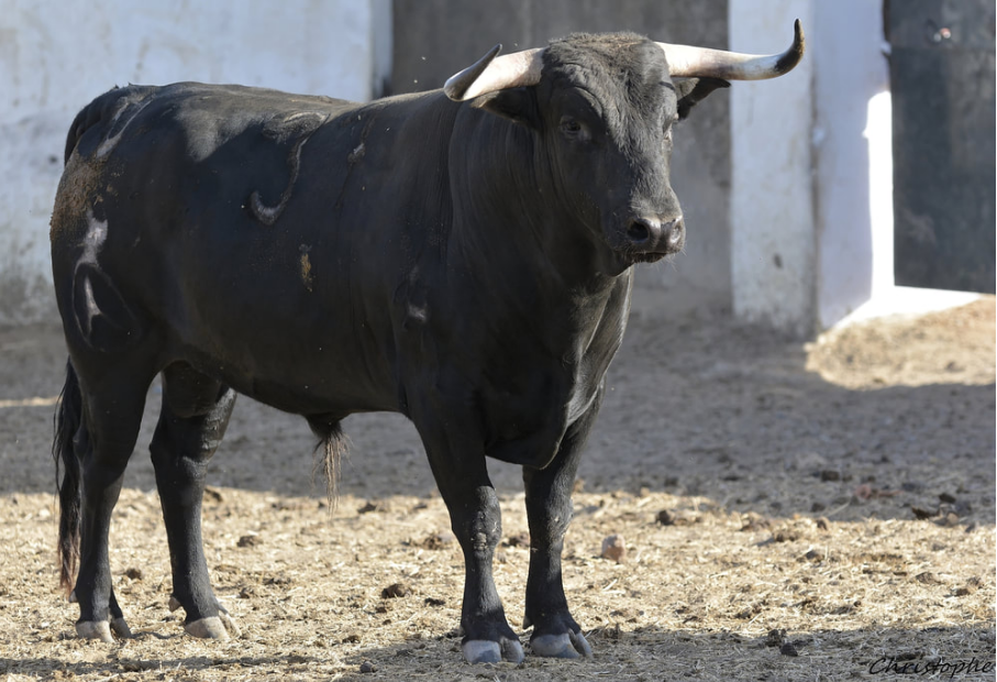 Toreo en Red Hondo: PINTAS DEL TORO DE LIDIA (5): LOS TOROS NEGROS NO ...