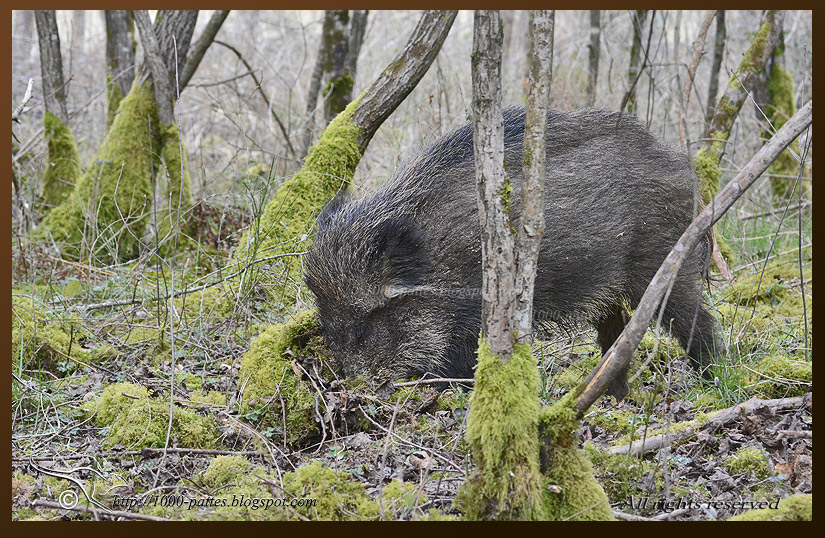 WILDLIFE GATEWAY: Wild boars: their diet
