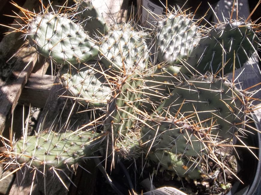 Future Plants by Randy Stewart: Opuntia, Prickly Pear Cactus, Edible Cactus