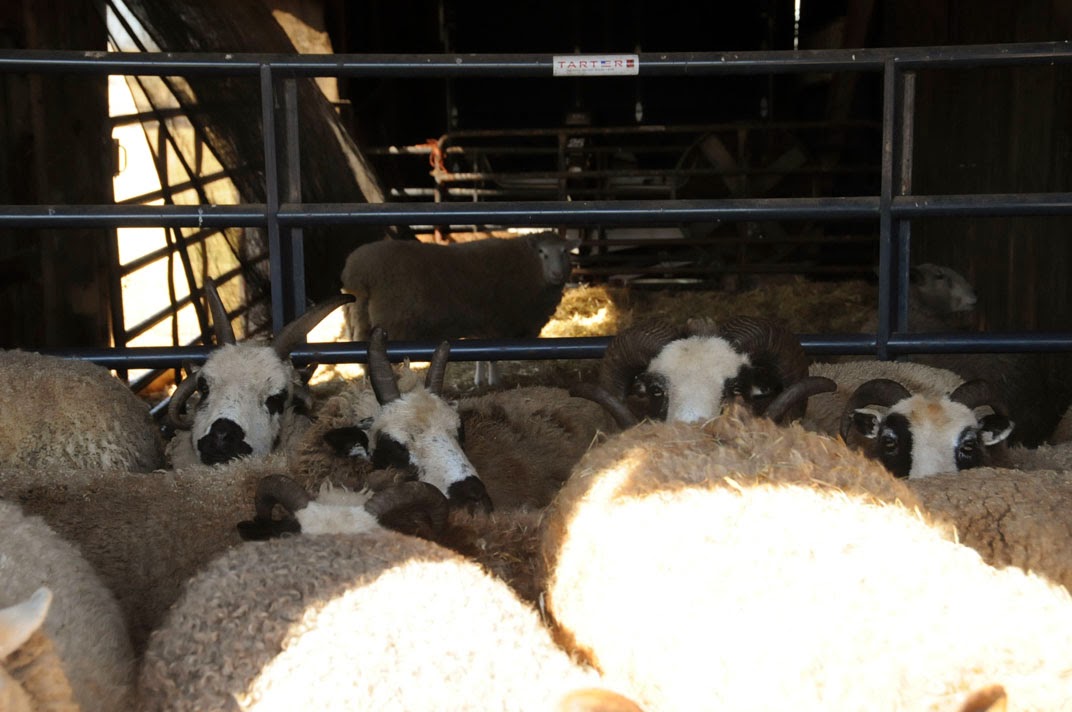 Punkin's Patch: Working Sheep