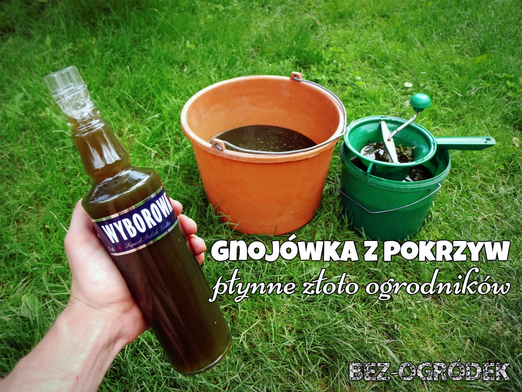 Gnojówka z pokrzyw - płynne złoto ogrodników | BEZ OGRÓDEK | blog ...
