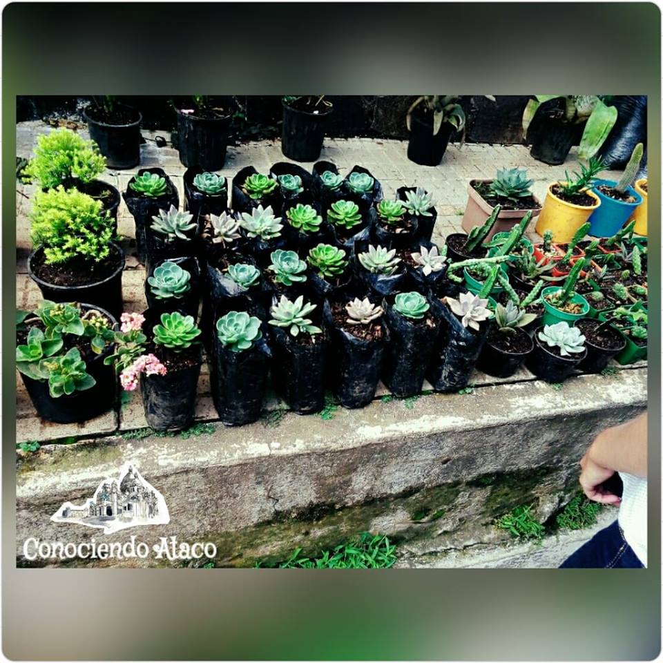 Conociendo Ataco: la flora