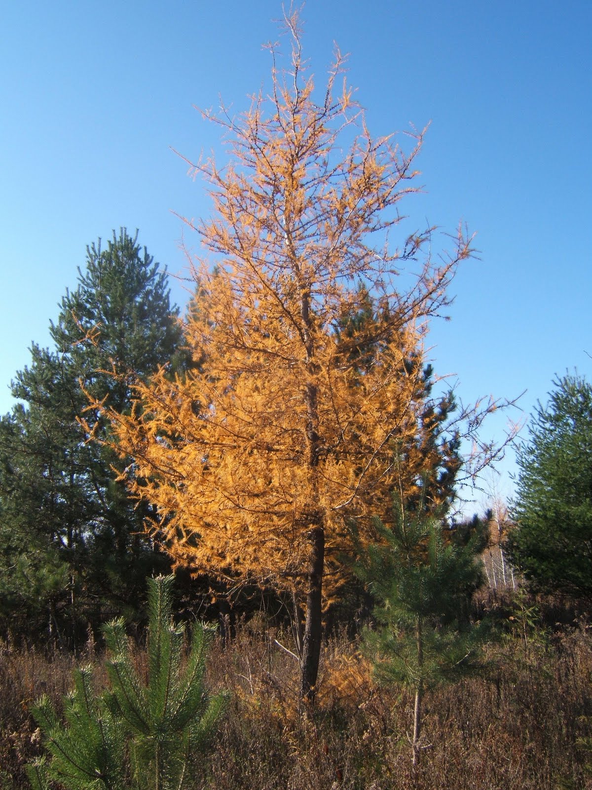 In The Garden: Tamarack trees