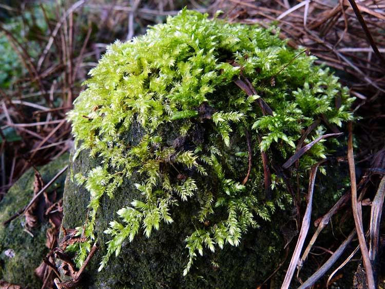 Spinrag: Mossen (2): iedereen kent dikkopmos.