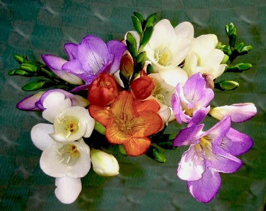 Magic LOVE: Фрезията-африканската принцеса