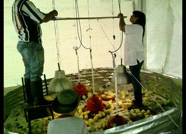 Cómo criar pollos: Como criar pollos, puntos basicos