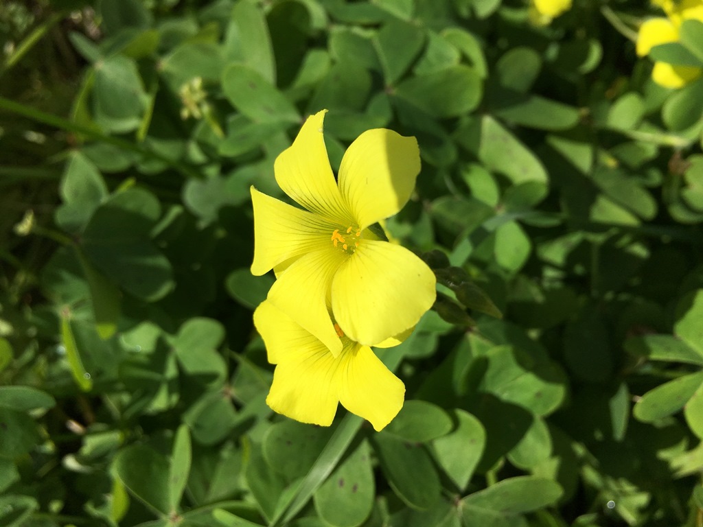 Divagar entre FLORES - ANIMAIS - NATUREZA: Flores Silvestres - Azedas ...