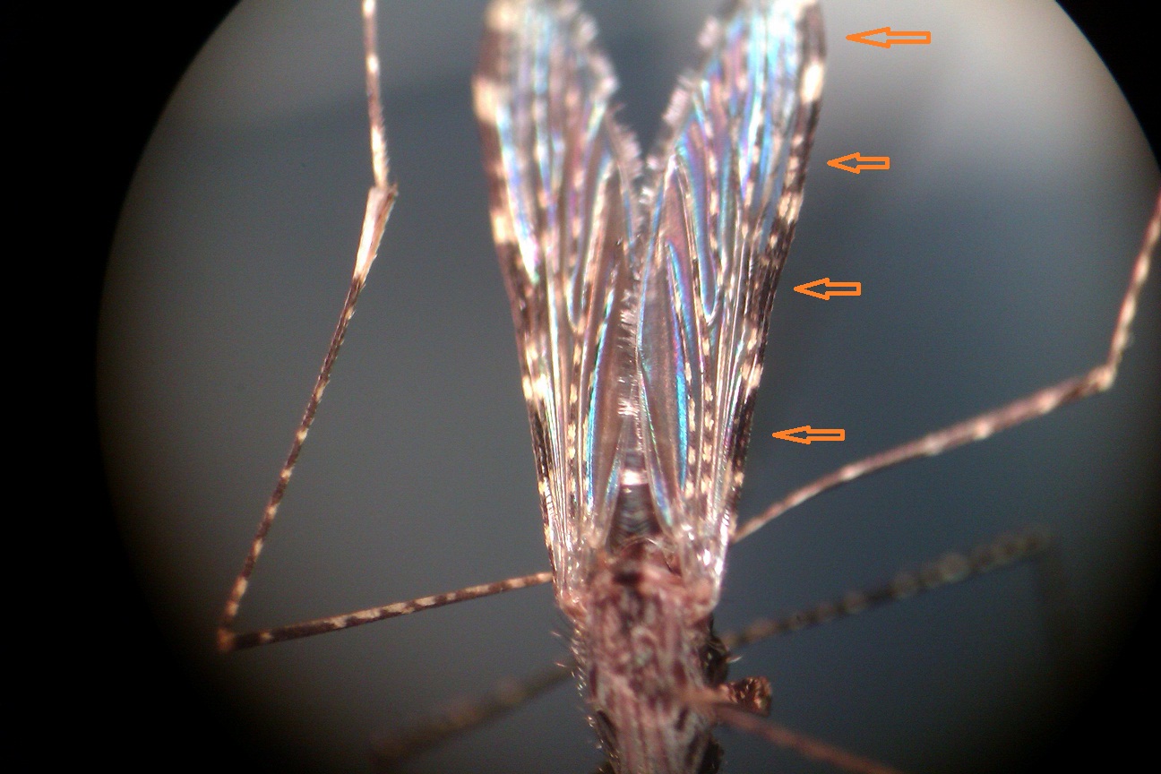 MEDICAL ENTOMOLOGY: Identification of Anopheles spp. (Adult mosquitoes)