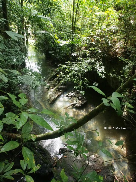 The rainforests of Borneo & Southeast Asia: Exploring @ limestone river ...