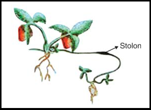 Macam-Macam Perkembangbiakan Vegetatif Alami Pada Tumbuhan Beserta ...