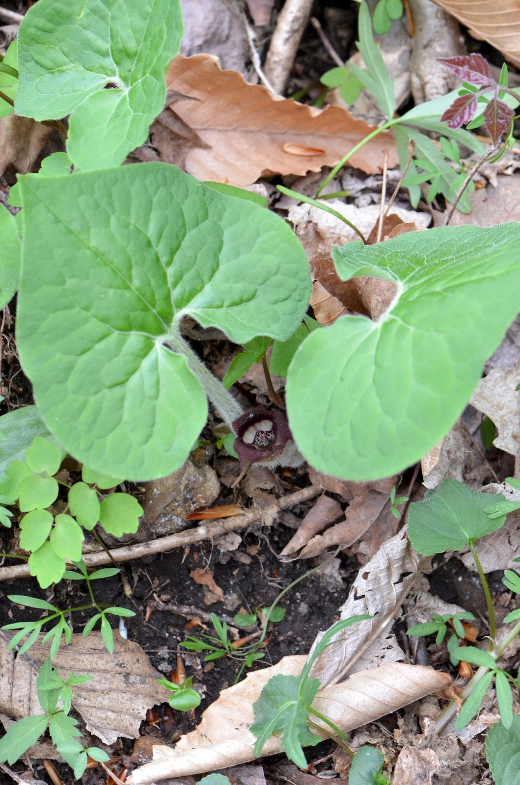The Kentucky Nature Blog: Spring Wildflowers at Anglin Falls State ...
