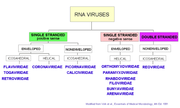Virus classification