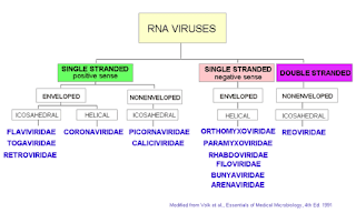 Virus classification