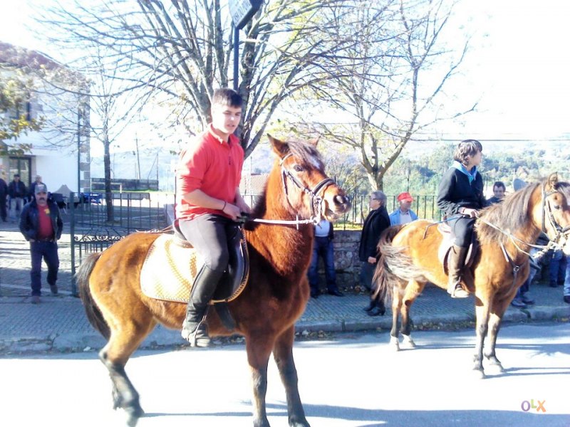 ASCENDENS: CAVALO GARRANO - PORTUGAL