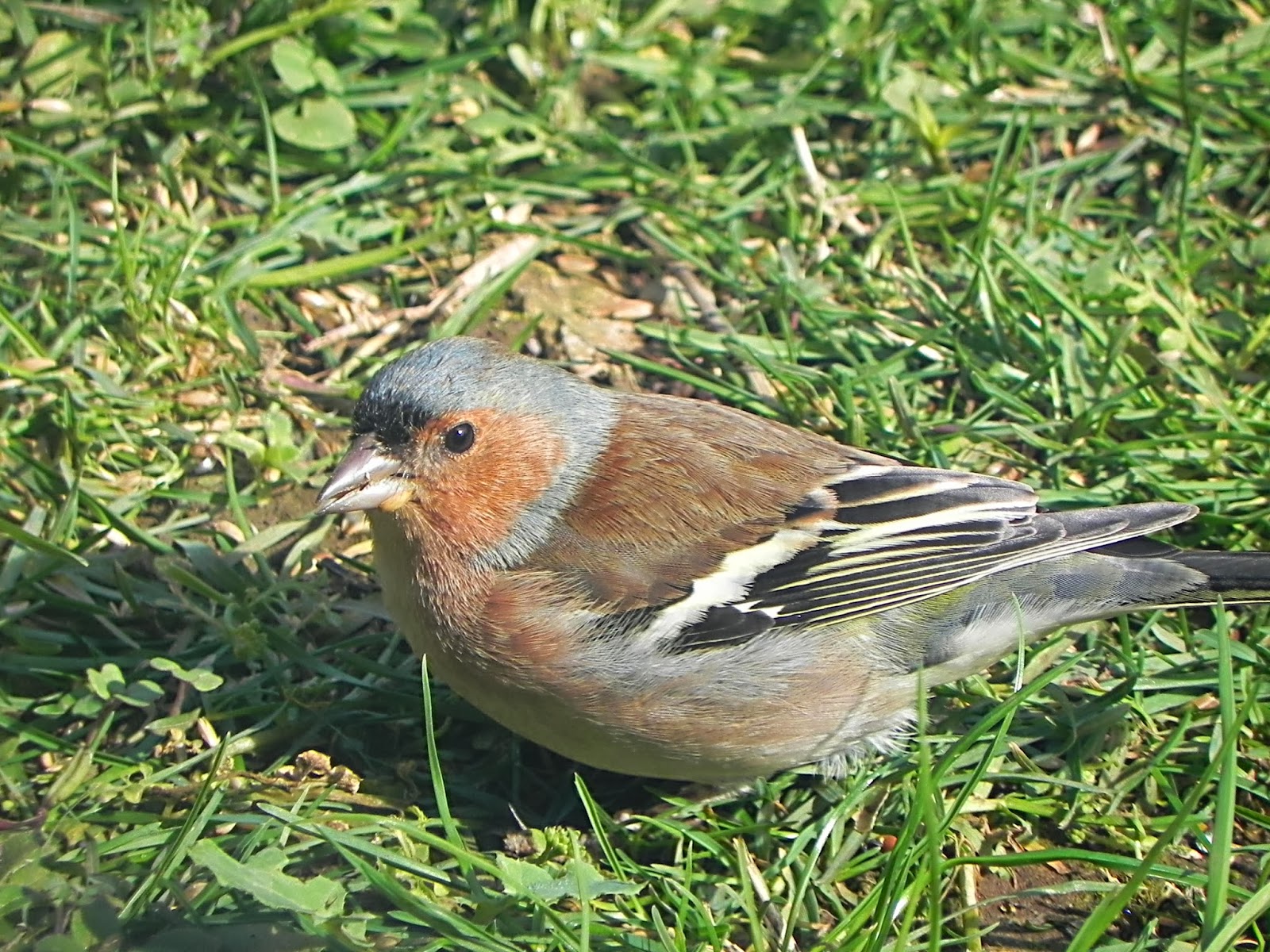 Welcome to the Fantastic World of Birds from Italy: Il fringuello ...
