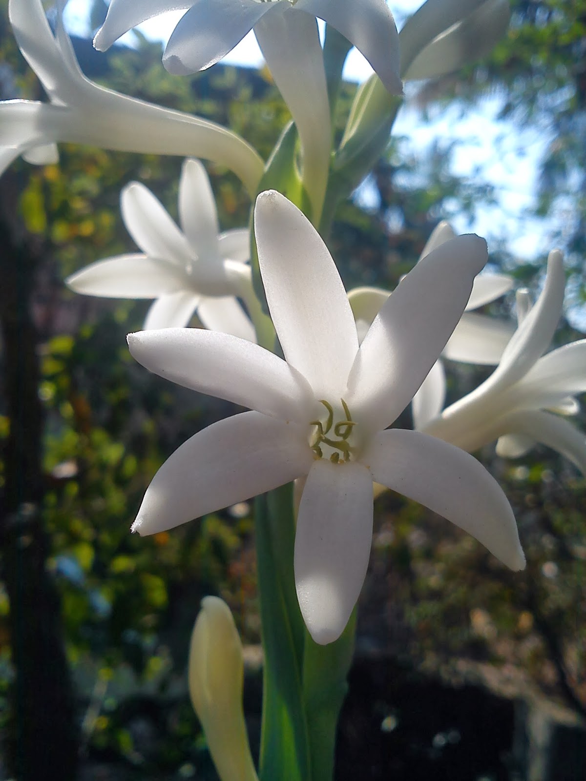 sagar: Rajnigandha (Gulchadi) Flower