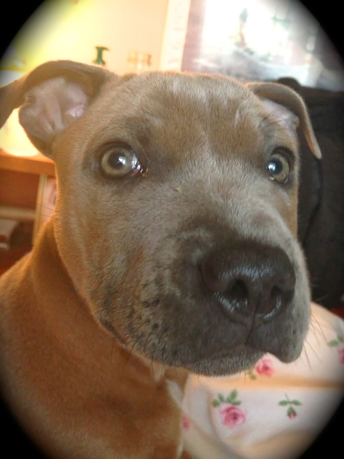 Tuff Love Kennels - Strathcona Staffy Bulls: RIP Rufus