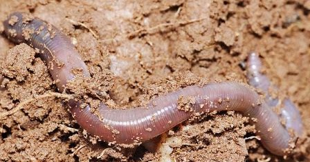 16 Khasiat Cacing Tanah Untuk Kesehatan | Khasiat