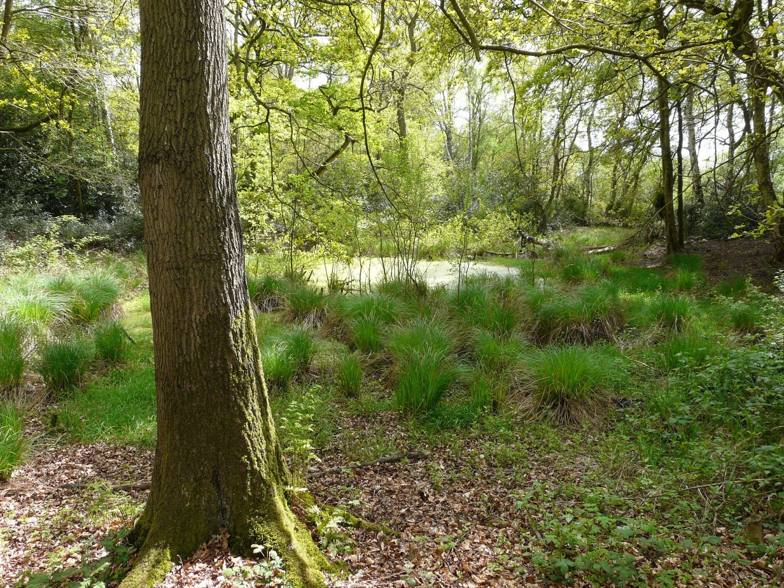 Cindy's Snaps: Thompson Common, Norfolk....
