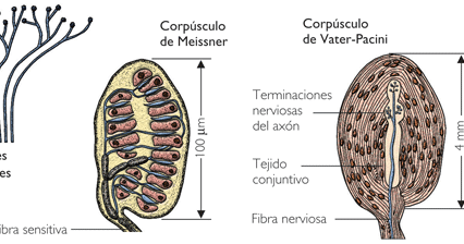 Neuroaprende : Via del tacto y la presión - Espino talámica anterior